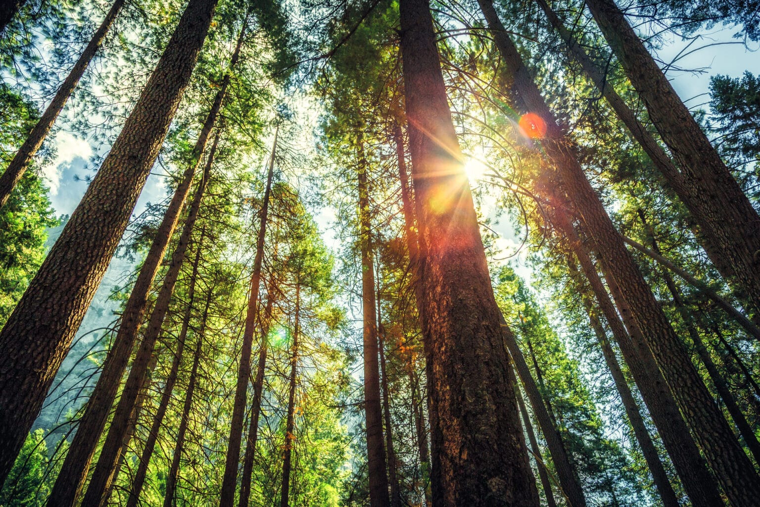 Relentless Incrementalism: Basic Income as a Next Step in the ...